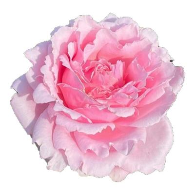 新品月季索菲罗莎大花浓香三季开