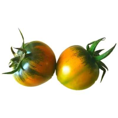 新鲜西红柿西红柿盐碱地