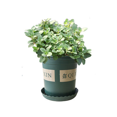 oregano香草甜牛至苗可食用植物