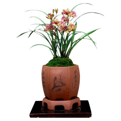 老种四季建兰富山奇蝶带花香好养