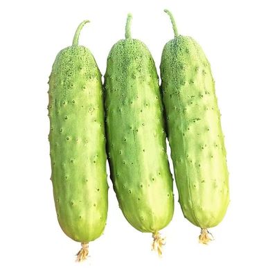 本地黄瓜苗老品种四季老品种广东盆栽阳台满地爬水果黄爪种籽秧苗