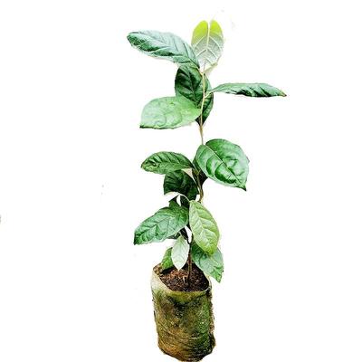 羊奶果树苗德甜二号大果甜胡颓子羊奶果苗带土带叶可盆栽地栽常绿