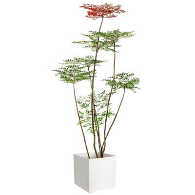 南天竹造型绿植室内真花