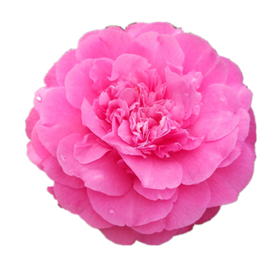黛比茶花名贵大花型文瓣艾亚基地