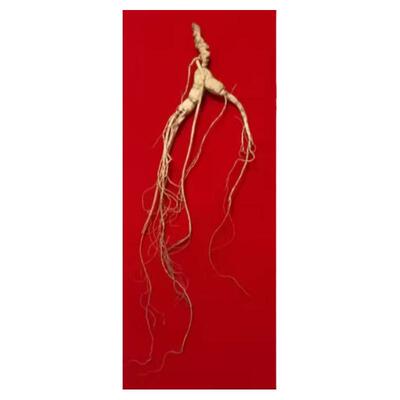 长白山野山人参礼盒装煲汤