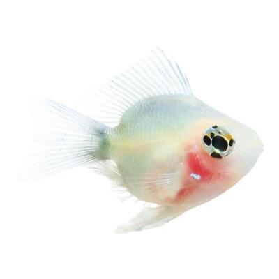繁殖观赏鱼短鲷淡水鱼桃心金波子