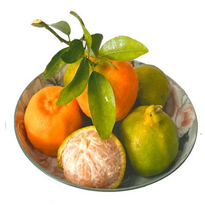 橘香飘万里，果然出石门贵州橘子