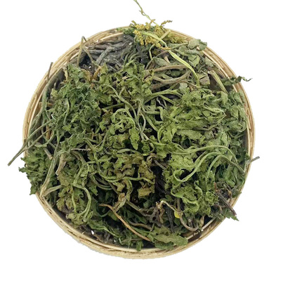 小春花破天阴地蕨金鸡不见中药材