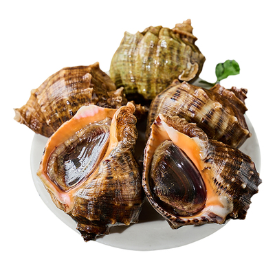 海螺特大号鲜活海螺当天鲜捕现发