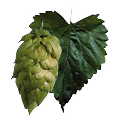 包邮马赛克Mosaic新鲜颗粒啤酒花