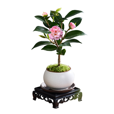 香妃茶花树苗盆栽植物室内阳台山茶花苗好养易活花卉盆栽绿植盆景