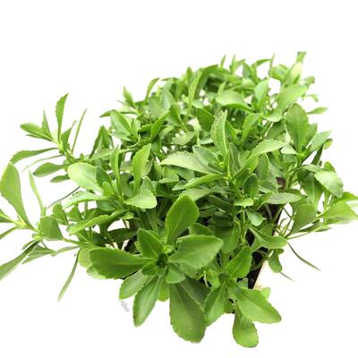 救心菜景天三七养心草云南白药