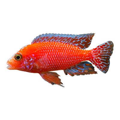 龙血火焰红三湖慈鲷鱼马鲷观赏鱼