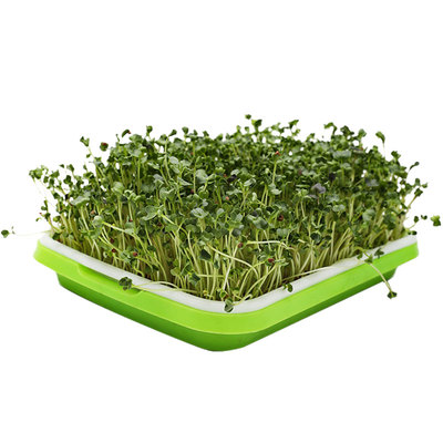 四季芽苗菜种子豌豆萝卜香椿小麦