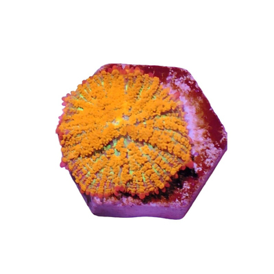 烟花橙色毛菇珊瑚新手易养