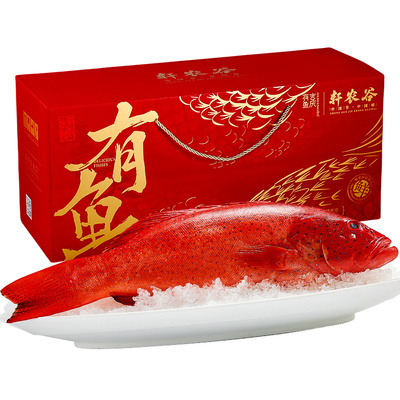 轩农谷东星斑野化海捕石斑鱼