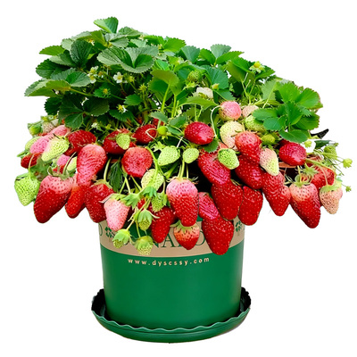 奶油草莓苗盆栽带花带果带土红颜红美玲四季结果阳台种植秋冬苗秧