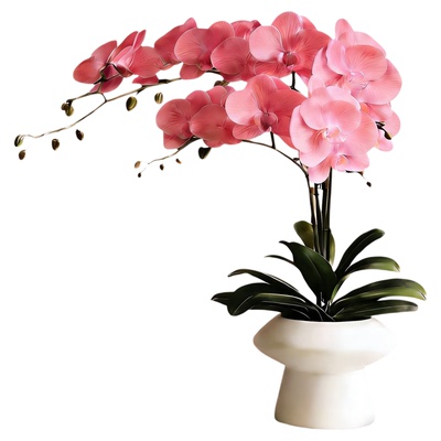 精品蝴蝶兰带花不活包赔