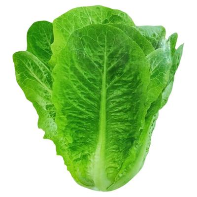 吸水石假山苔藓植物四季种植