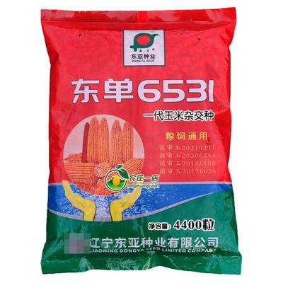 东单6531大田高产玉米种子玉米种