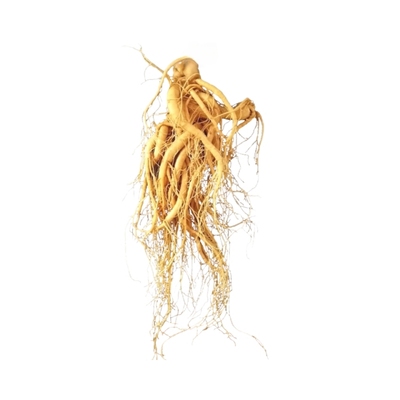 森美仁长白山保鲜人参东北特产