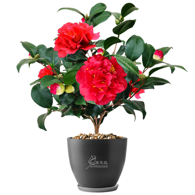 养花匠克瑞墨山茶花花大长势旺盛