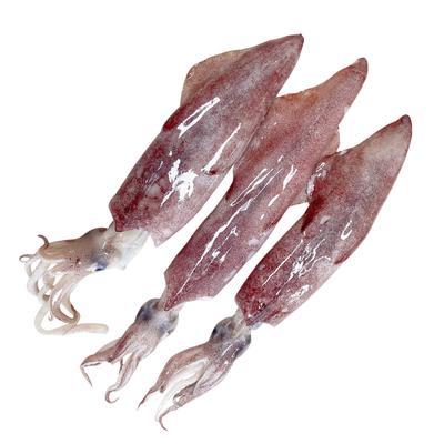 【3斤新捕船供】舟山长管鱿鱼