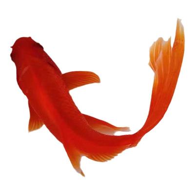 冷水鱼观赏鱼草金鱼小鱼淡水金鱼