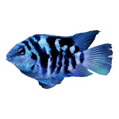 三湖慈鲷宝蓝迷你小型淡水白金