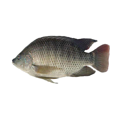 亲亲鱼疗温泉星子土耳其