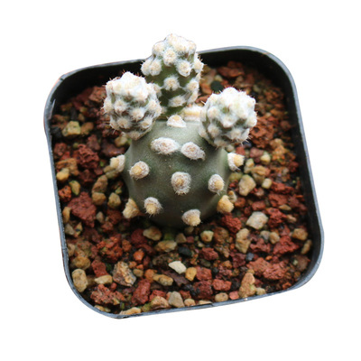 蛸壶团扇纸刺属洋趣味开花