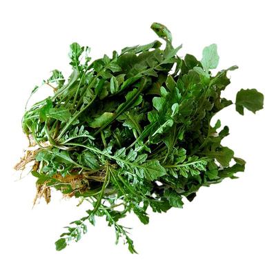 带根的野生荠菜小叶子荠菜摘好的