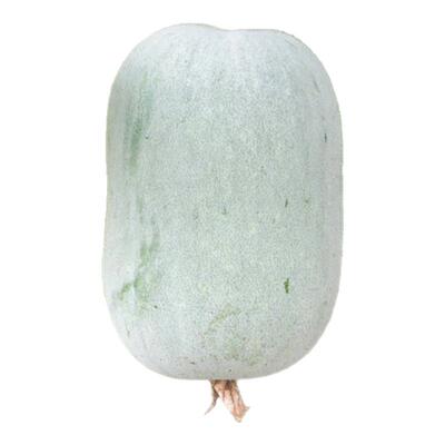 冬瓜种子秧苗yf大冬瓜苗四季