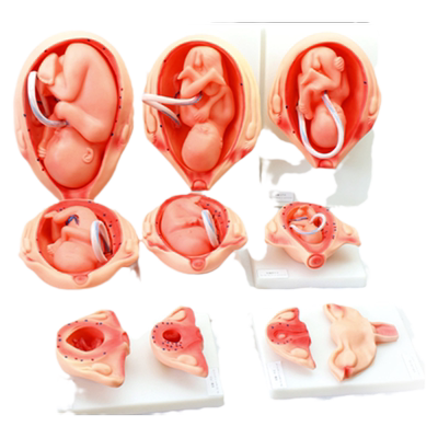 ENOVO颐诺妊娠胚胎发育模型