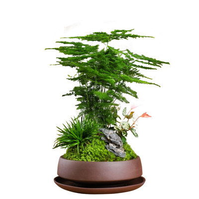 文竹微景观禅意桌面摆件特色盆景