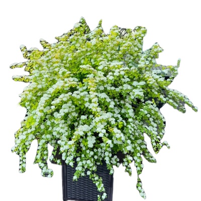 黄金喷泉绣线菊阳台庭院花卉盆栽