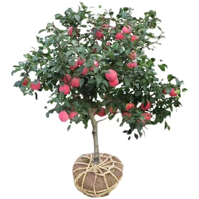 红富士耐寒耐旱盆栽地栽矮化苹果