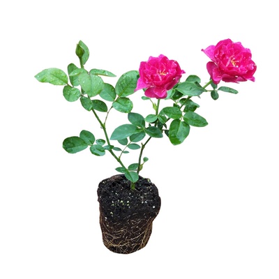 月季花苗果汁阳台开花玫瑰小苗多季盆栽花卉爬藤植物藤本蔷薇绿植