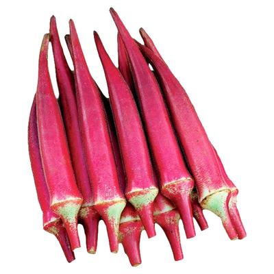 红秋葵苗带土四季水果秋葵红黄绿秋葵耐老超嫩春秋种子秧苗阳台