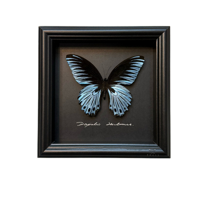 蓝裙美闪蝶平替蝴蝶标本装饰画成品相框手工家居桌面摆件生日礼物