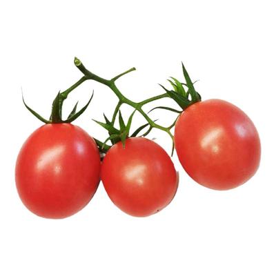 广东农家新鲜小番茄正宗千禧圣女果樱桃西红柿子小颗清甜应季水果