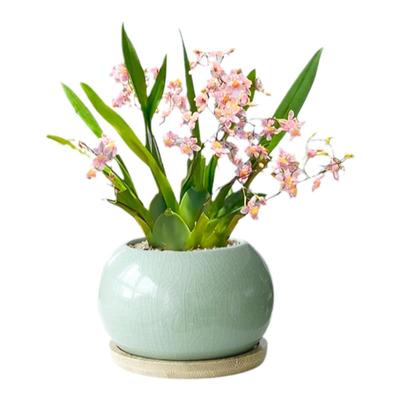 香水文心兰盆栽带花苞梦香兰兰花植物办公室桌面绿植花卉盆景四季