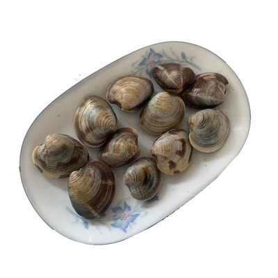 鲜活野生特大贝类黄蚬子