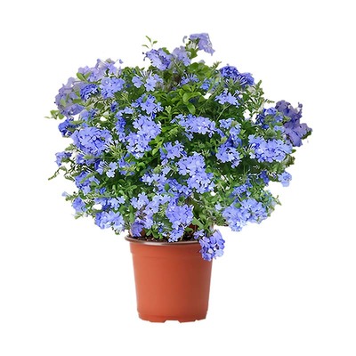 蓝雪花棒棒糖盆栽花卉大苗花期带花室内外阳台庭院耐热好养活植物