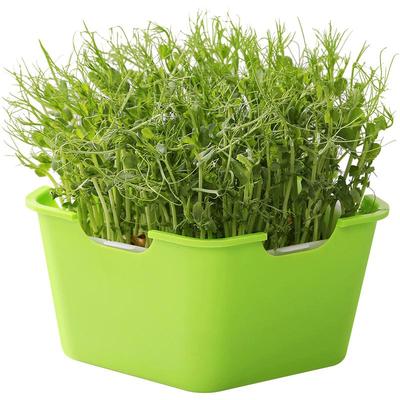 新芽苗菜育苗托盘水培蒜苗