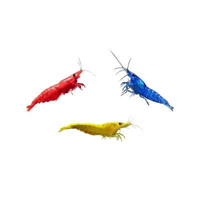 七彩观赏虾黑壳虾极火虾蓝宝石