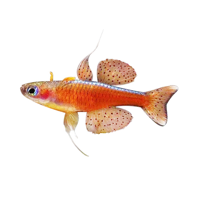 珍珠燕子草缸桔色热带观赏鱼