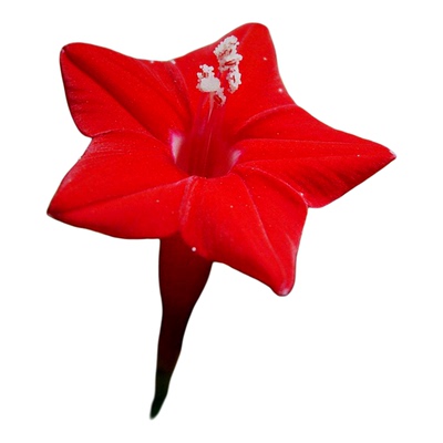 羽叶莺萝种子茑萝松阳台爬藤