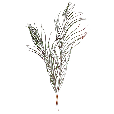 天然风干散尾叶干花叶子插花装饰