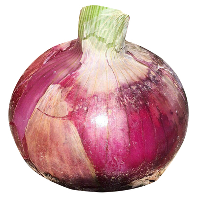 红皮洋葱种子孑苗四季盆栽